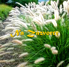 OKRASNÉ TRÁVY - Na Zázvorce